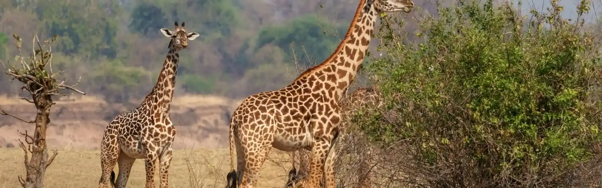 Famous Tours: Wildlife Experience | 2026